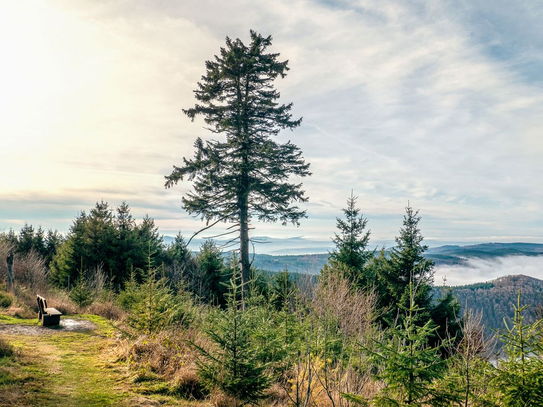 Inselsberg mit Aussichts- und Erlebnisturm - Tourismus Thüringer Wald